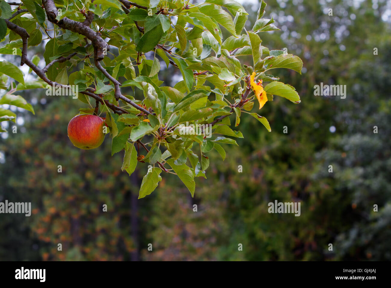 Apple branch forest Stock Photo - Alamy