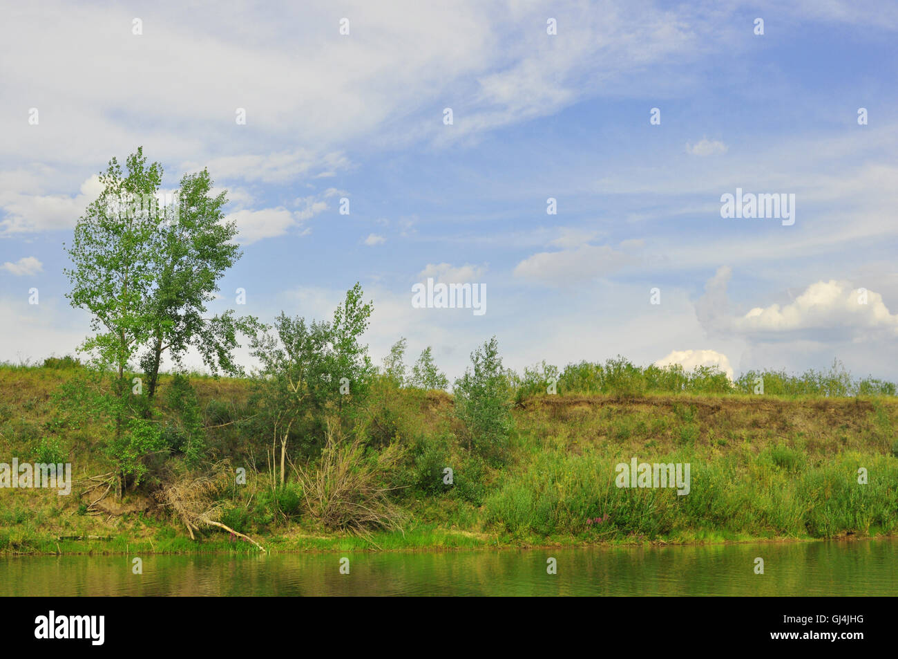 trees on river bank Stock Photo - Alamy