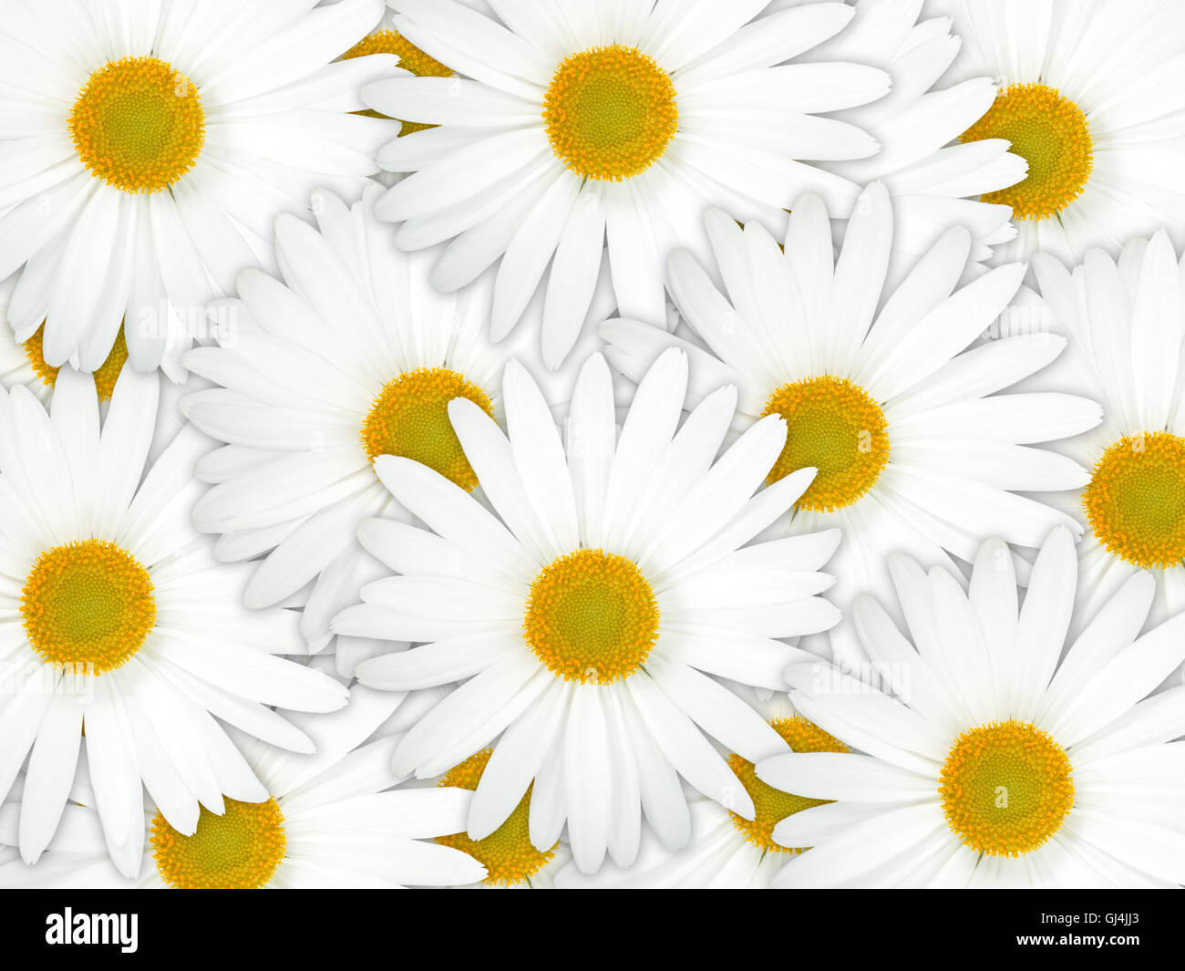 Abstract background of white flowers Stock Photo - Alamy
