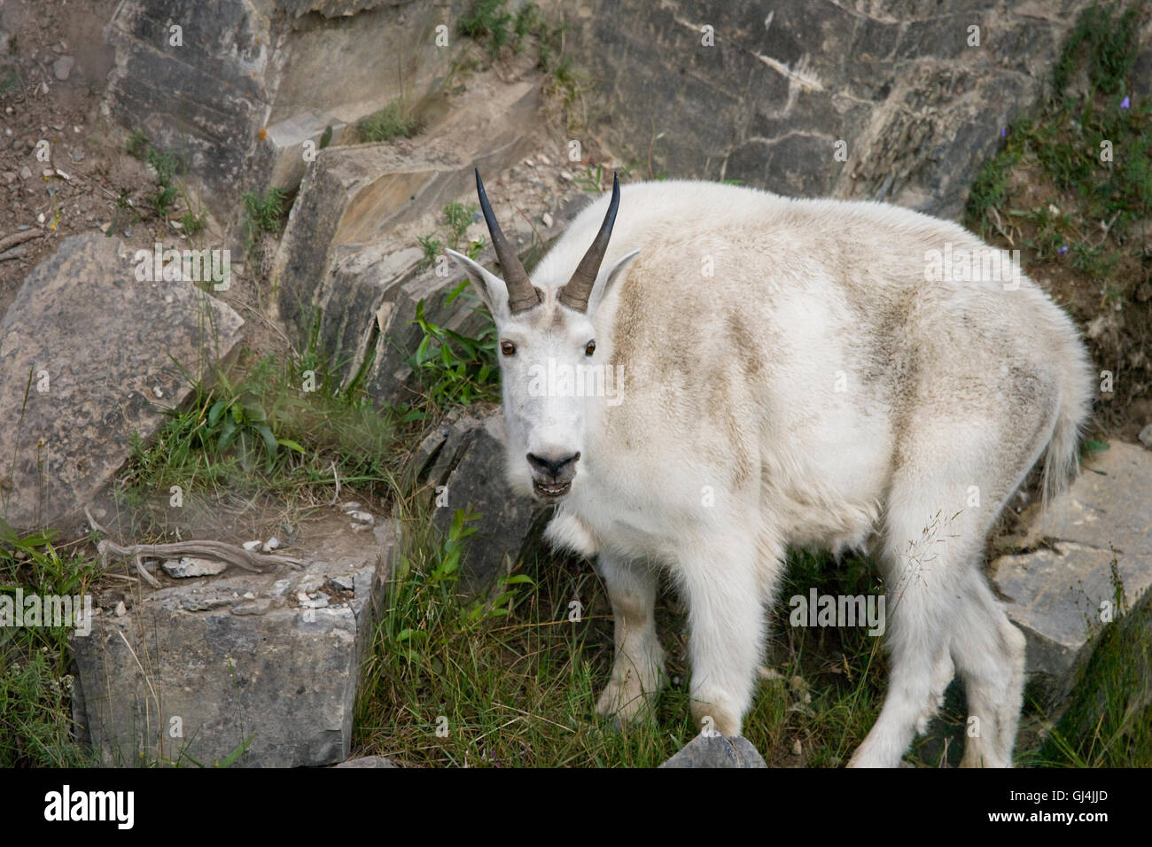 Close-up of Billy Mountain Goat on cliff edge of cliff Stock Photo - Alamy