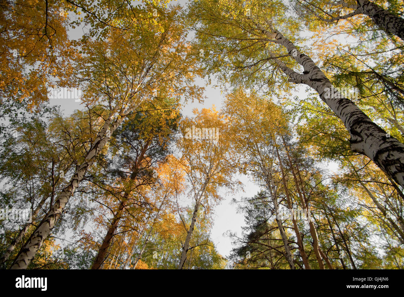 Red foliage tree tops hi-res stock photography and images - Alamy