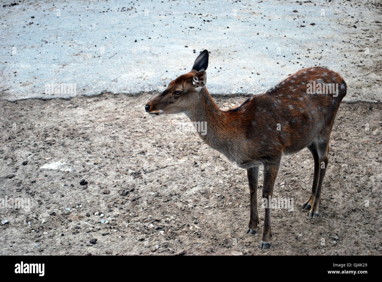 Lost deer antler hi-res stock photography and images - Alamy