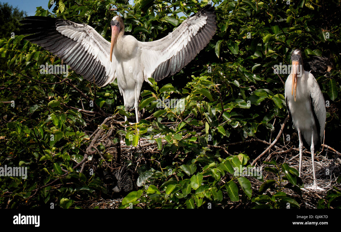 Wood stork fledgling hi-res stock photography and images - Alamy