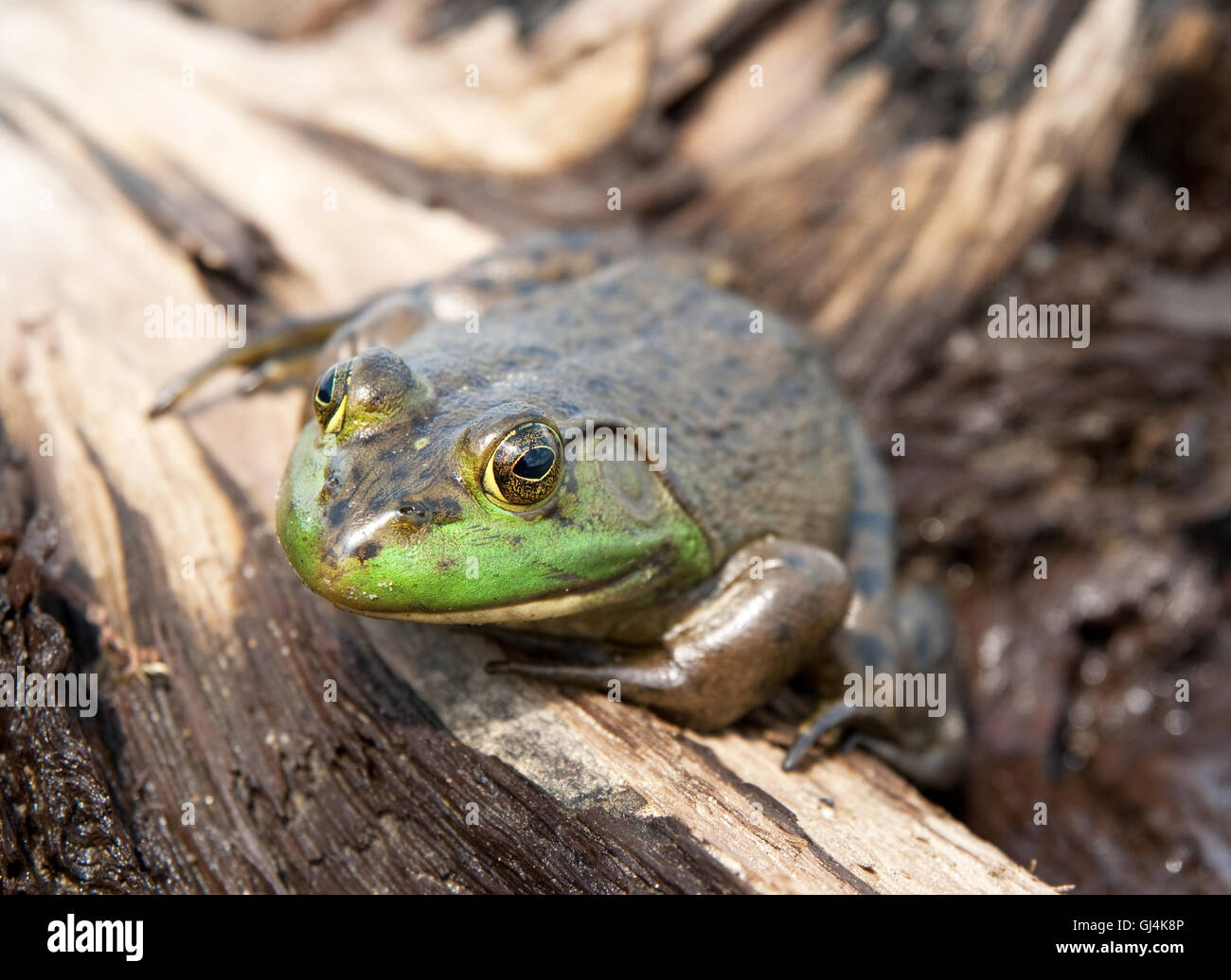 Green frog on wood Stock Photo - Alamy