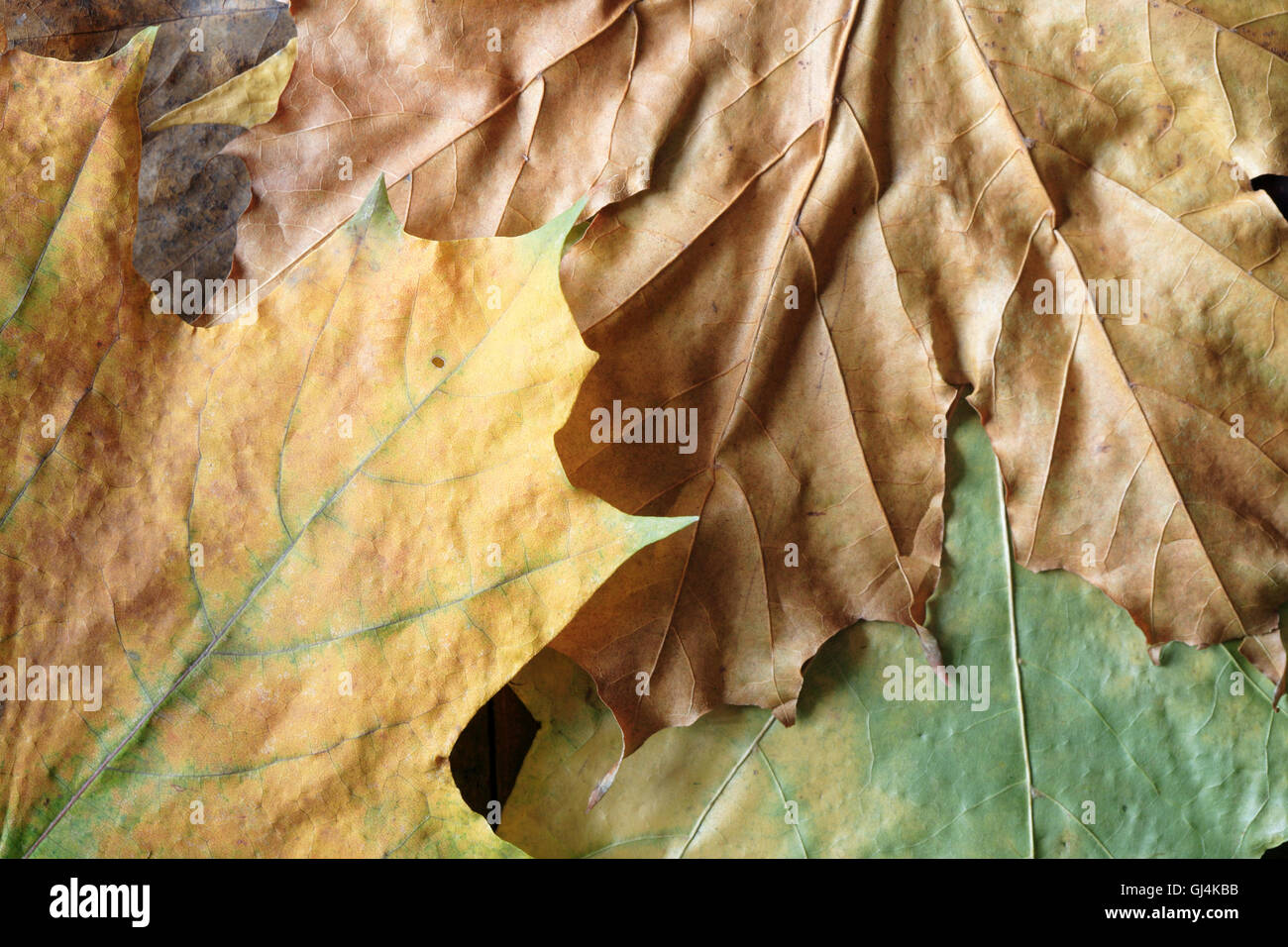 Dry Leaves Background Stock Photo - Alamy