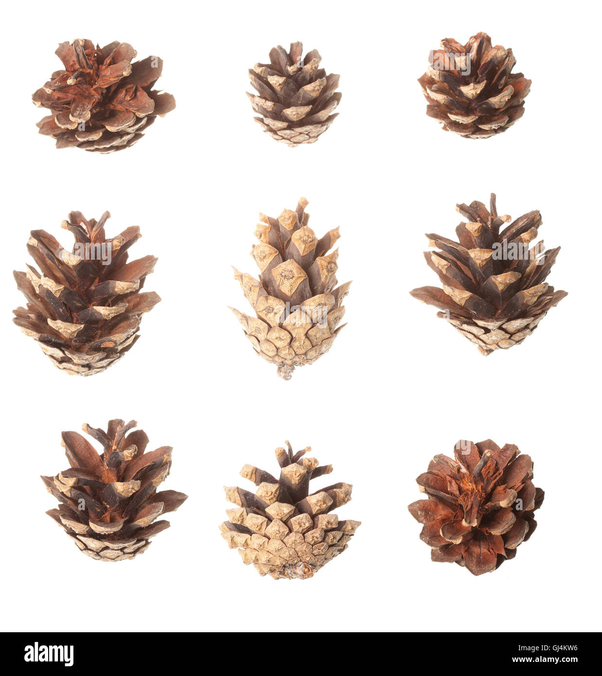 Set of pine cones Stock Photo - Alamy