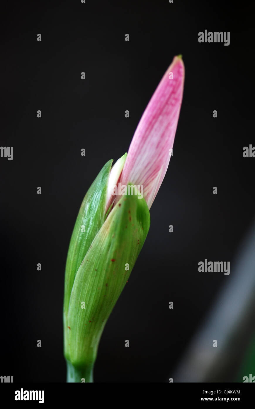 White lycoris hi-res stock photography and images - Alamy