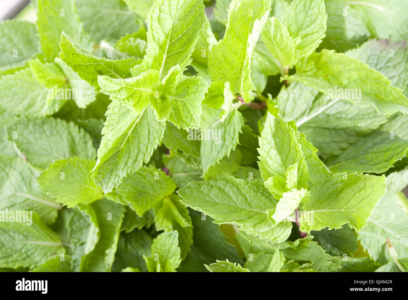 Mint leaves closeup Stock Photo - Alamy