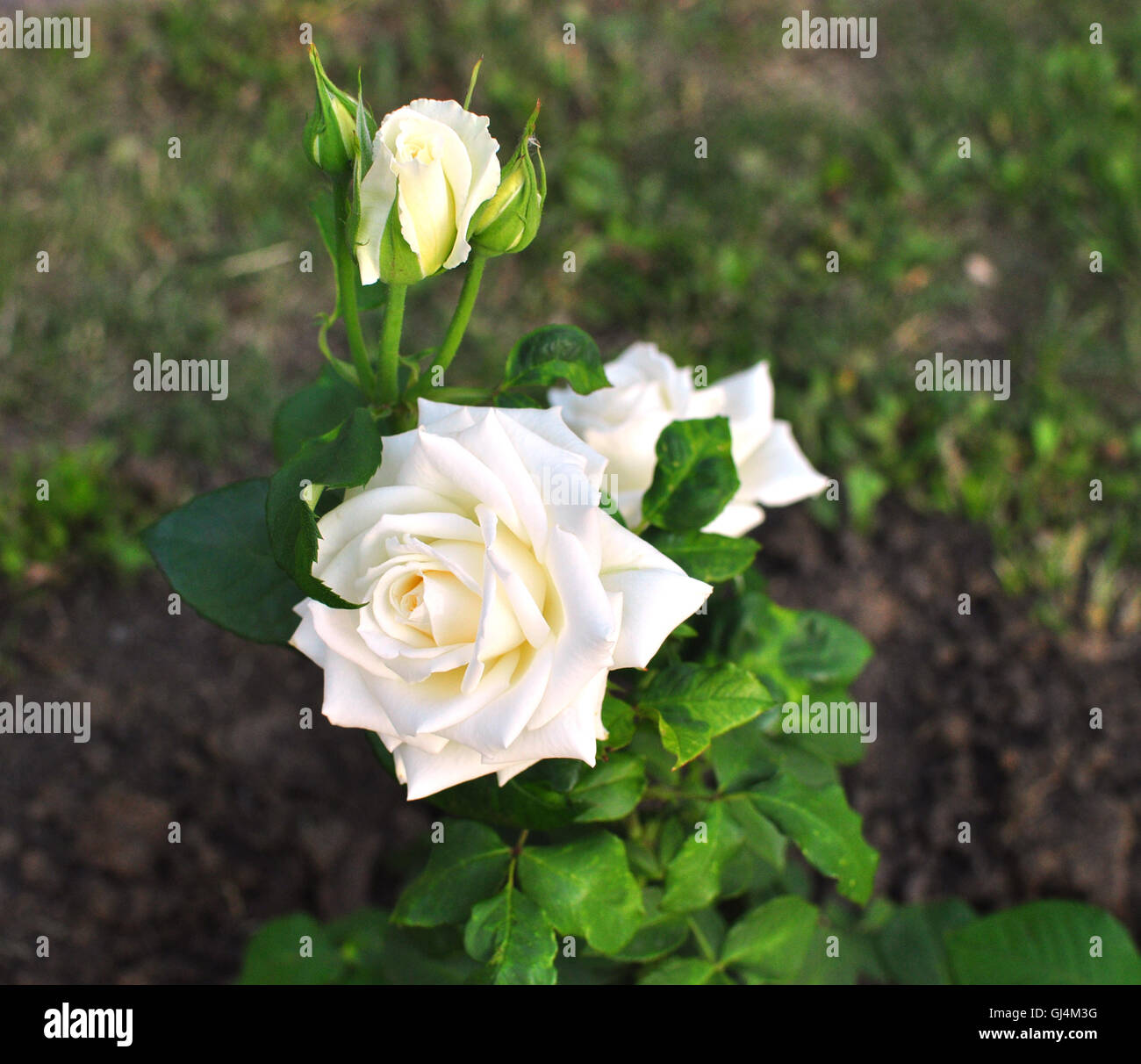 Adelaide rose hi-res stock photography and images - Alamy