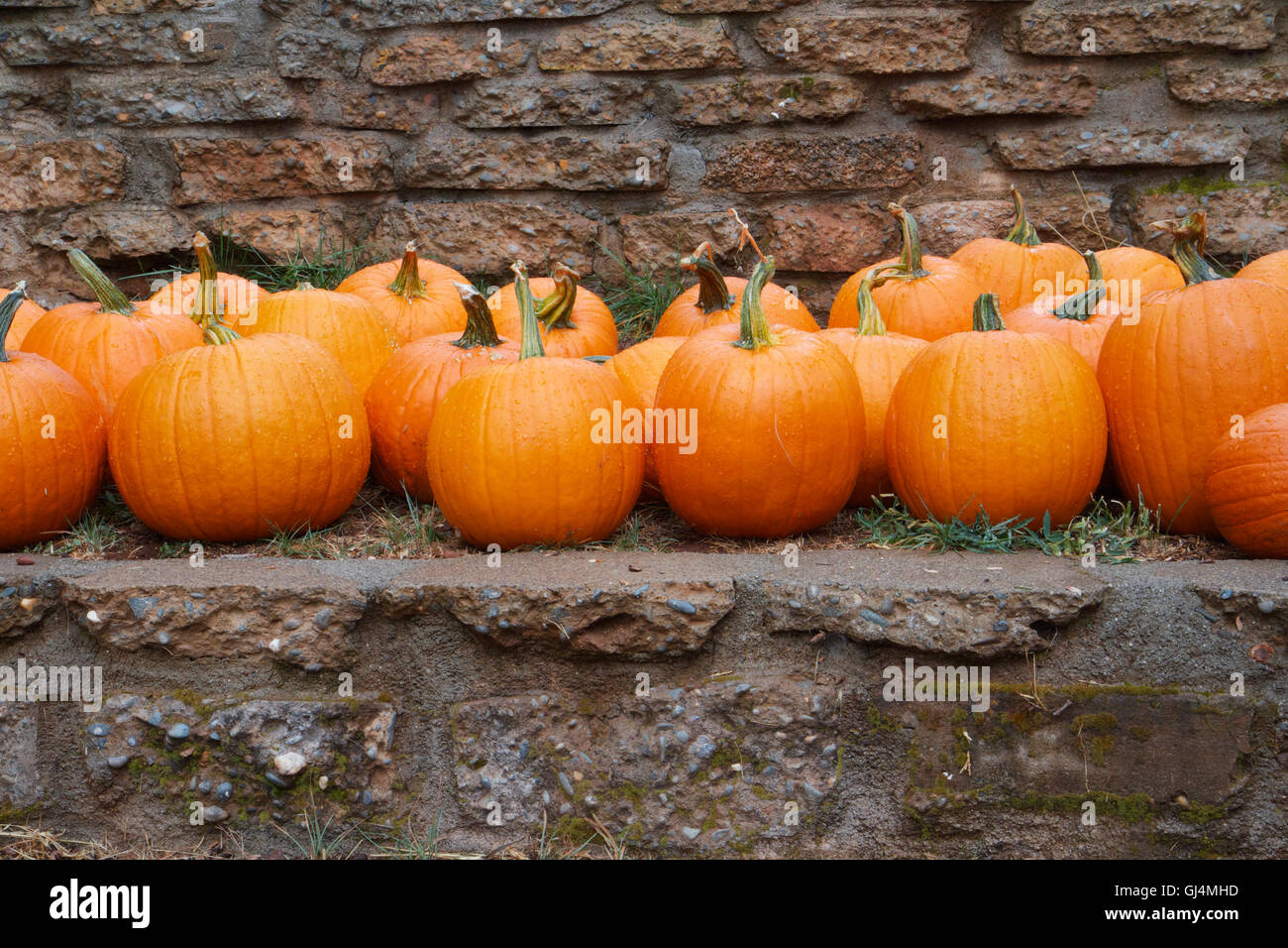 pumpkins stone wall Stock Photo - Alamy