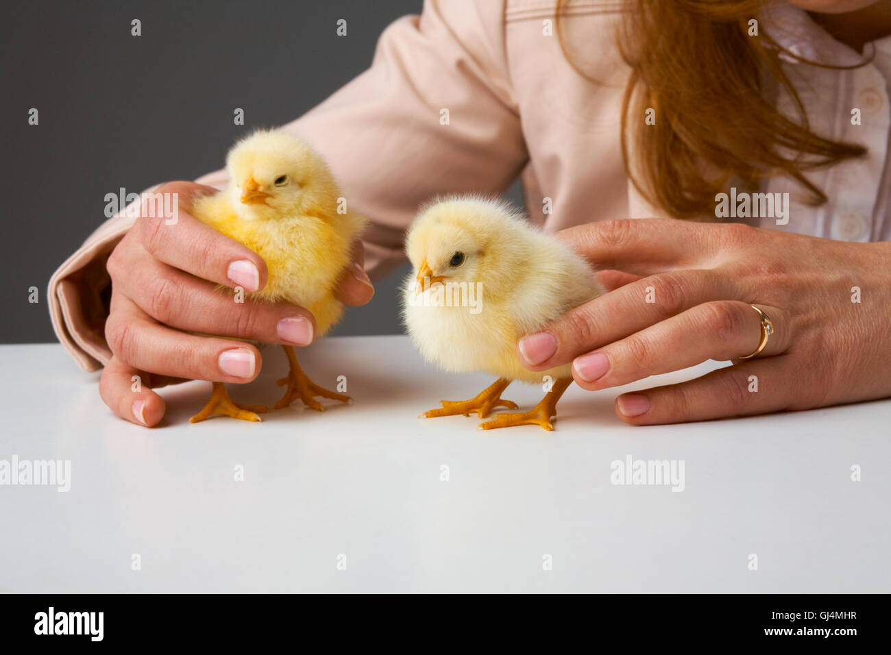 Small chickens in hands Stock Photo - Alamy