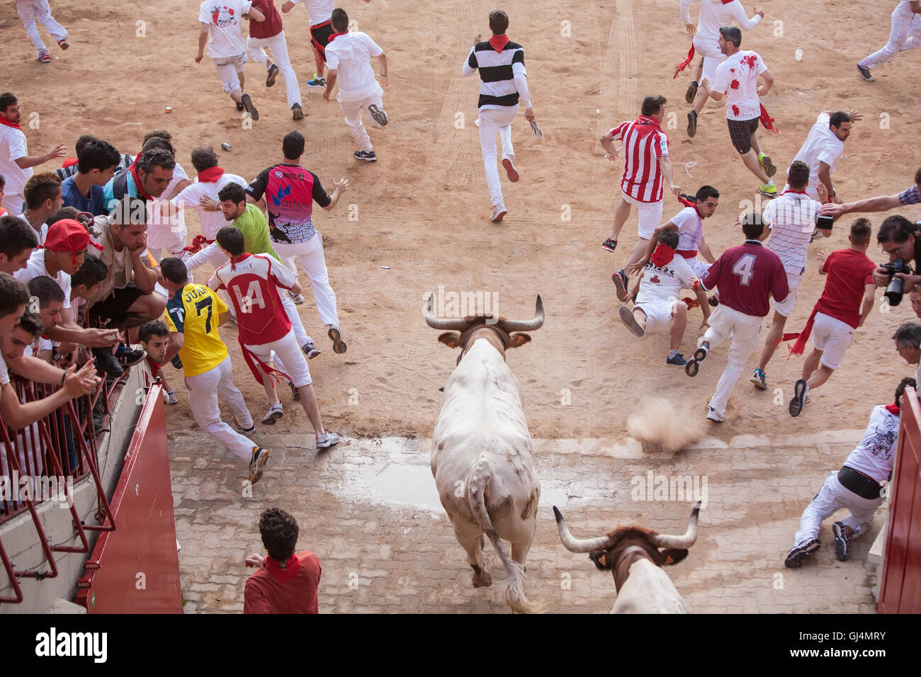 Famous bull running through streets of Pamplona,Spain.July festival ...