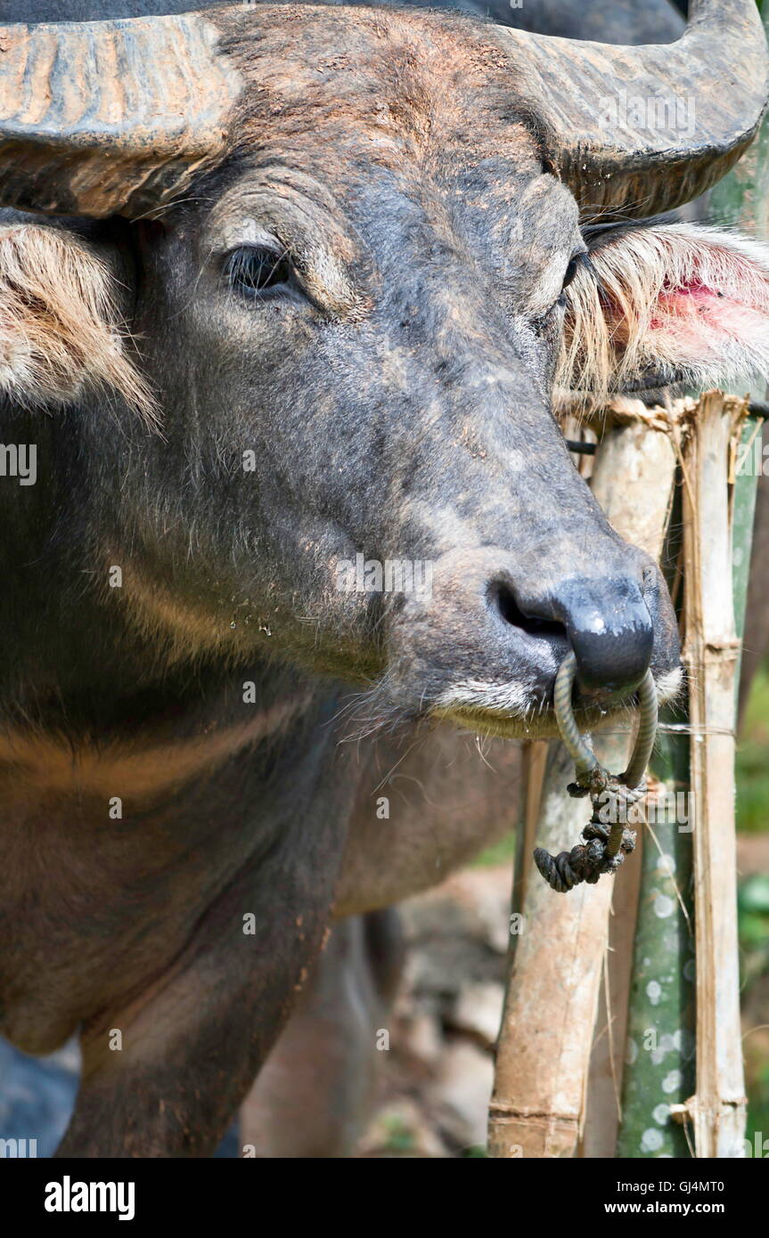 Buffalo face hi-res stock photography and images - Alamy