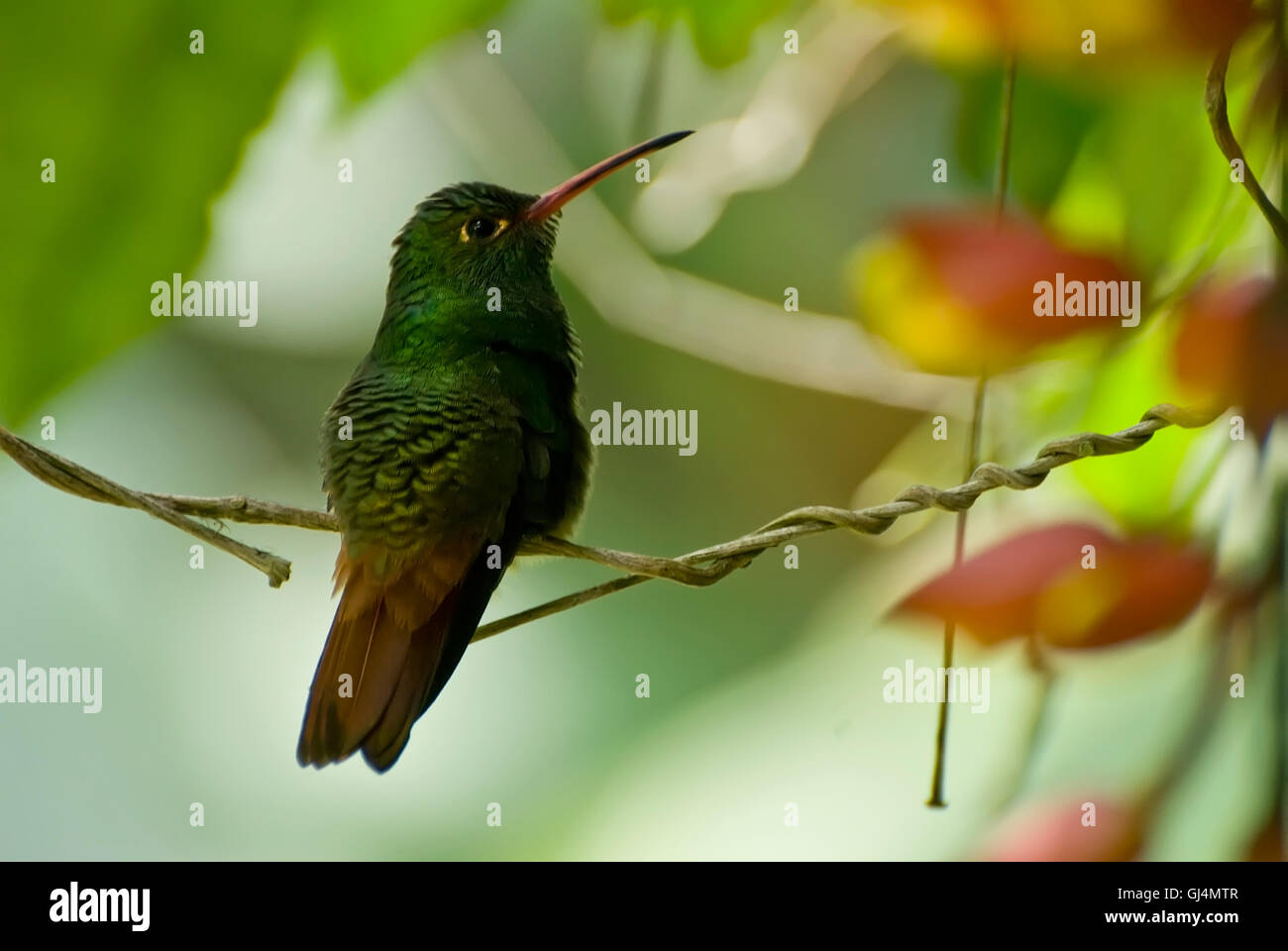 Humming bird on branch hi-res stock photography and images - Alamy
