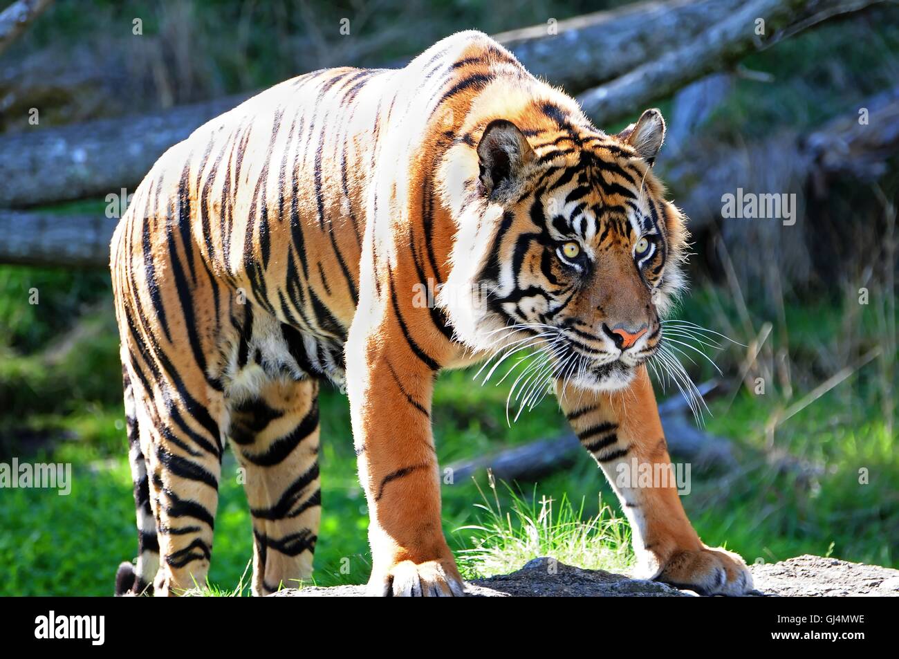 Royal Bengal Tiger Stock Photo - Alamy