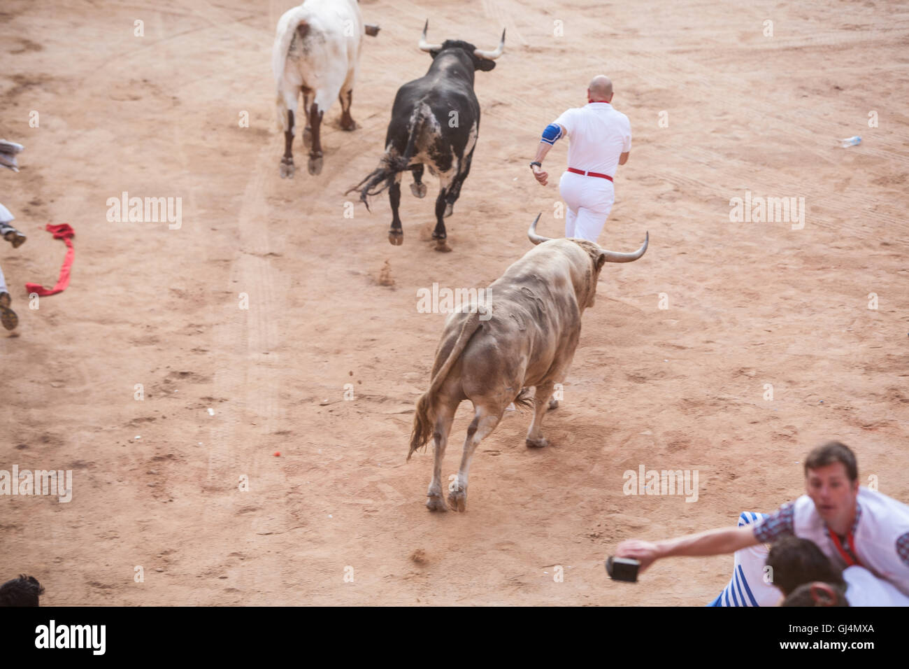 Famous bull running through streets of Pamplona,Spain.July festival ...
