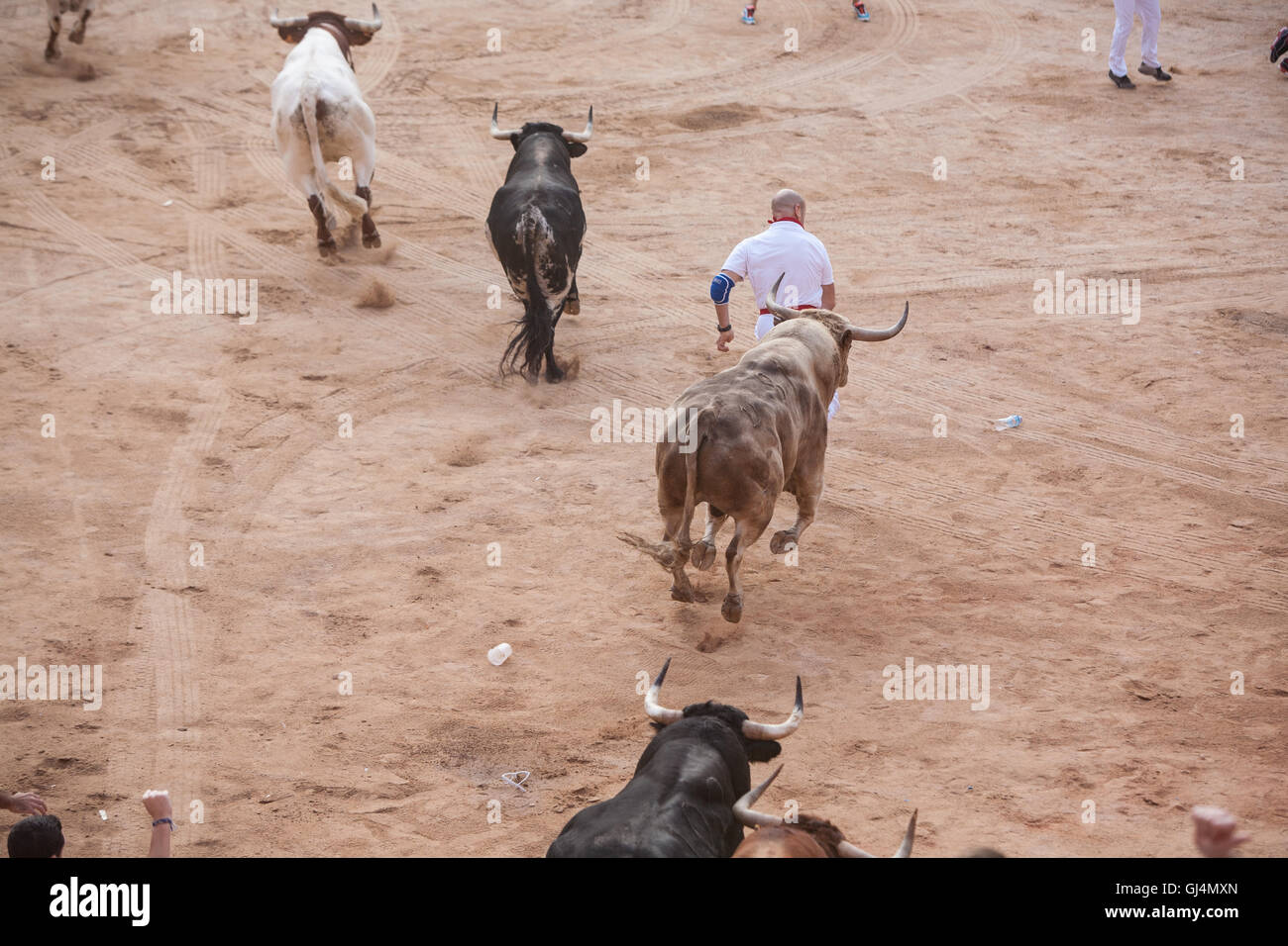 Famous bull running through streets of Pamplona,Spain.July festival ...