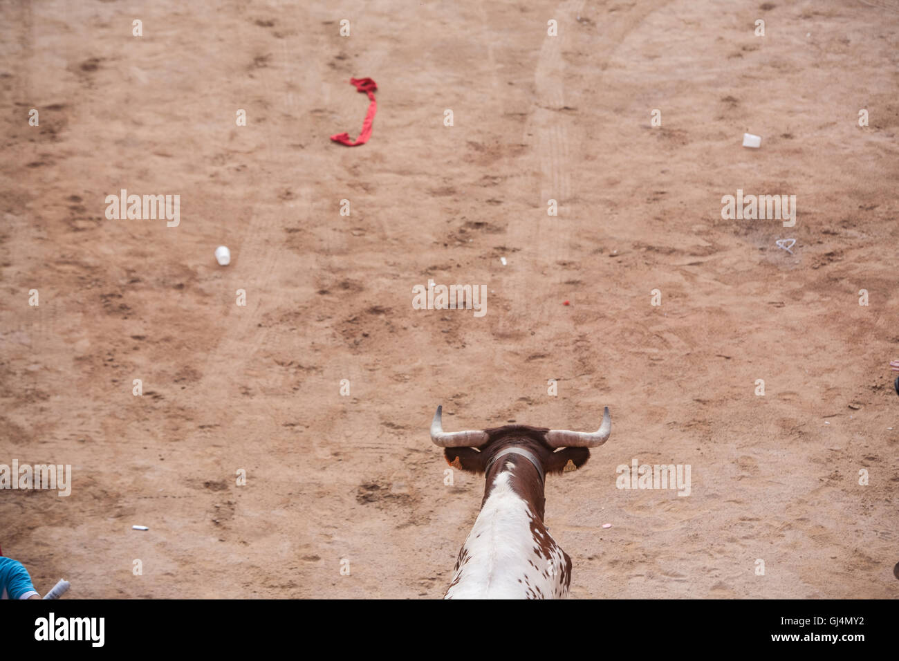 Famous bull running through streets of Pamplona,Spain.July festival ...