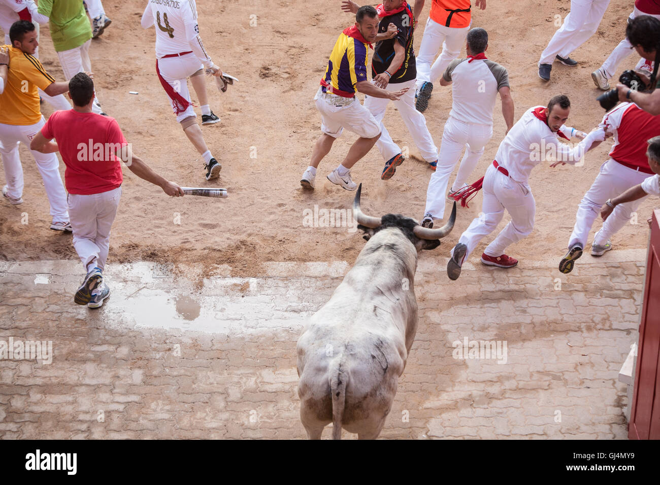 Famous bull running through streets of Pamplona,Spain.July festival ...
