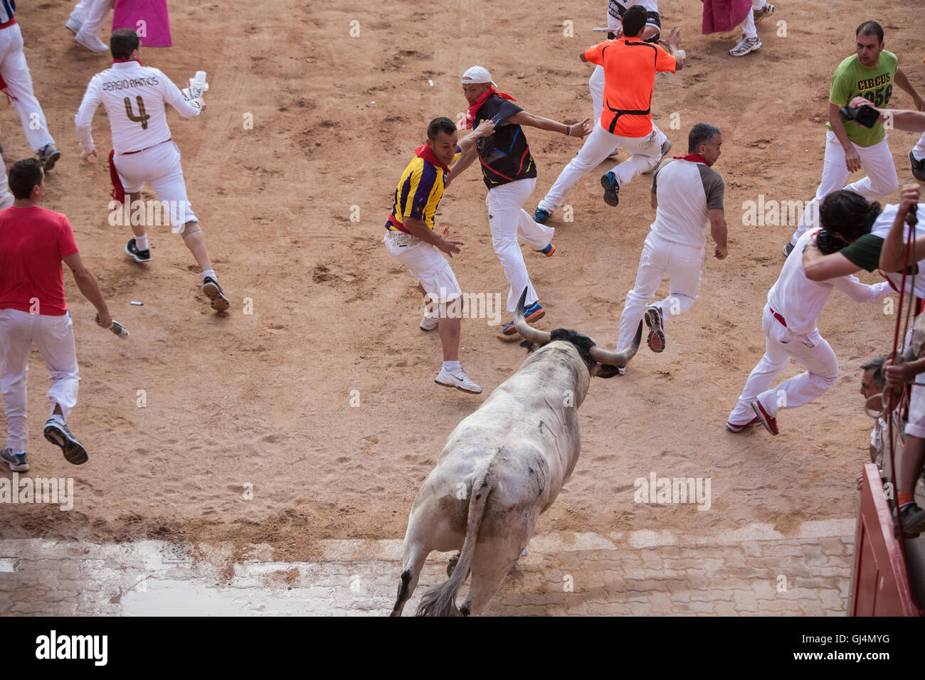 Famous bull running through streets of Pamplona,Spain.July festival ...
