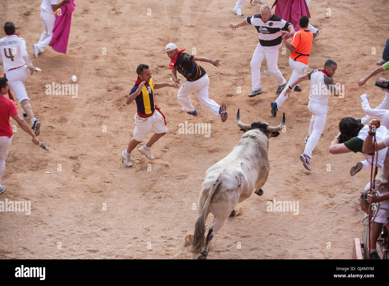 Famous bull running through streets of Pamplona,Spain.July festival ...