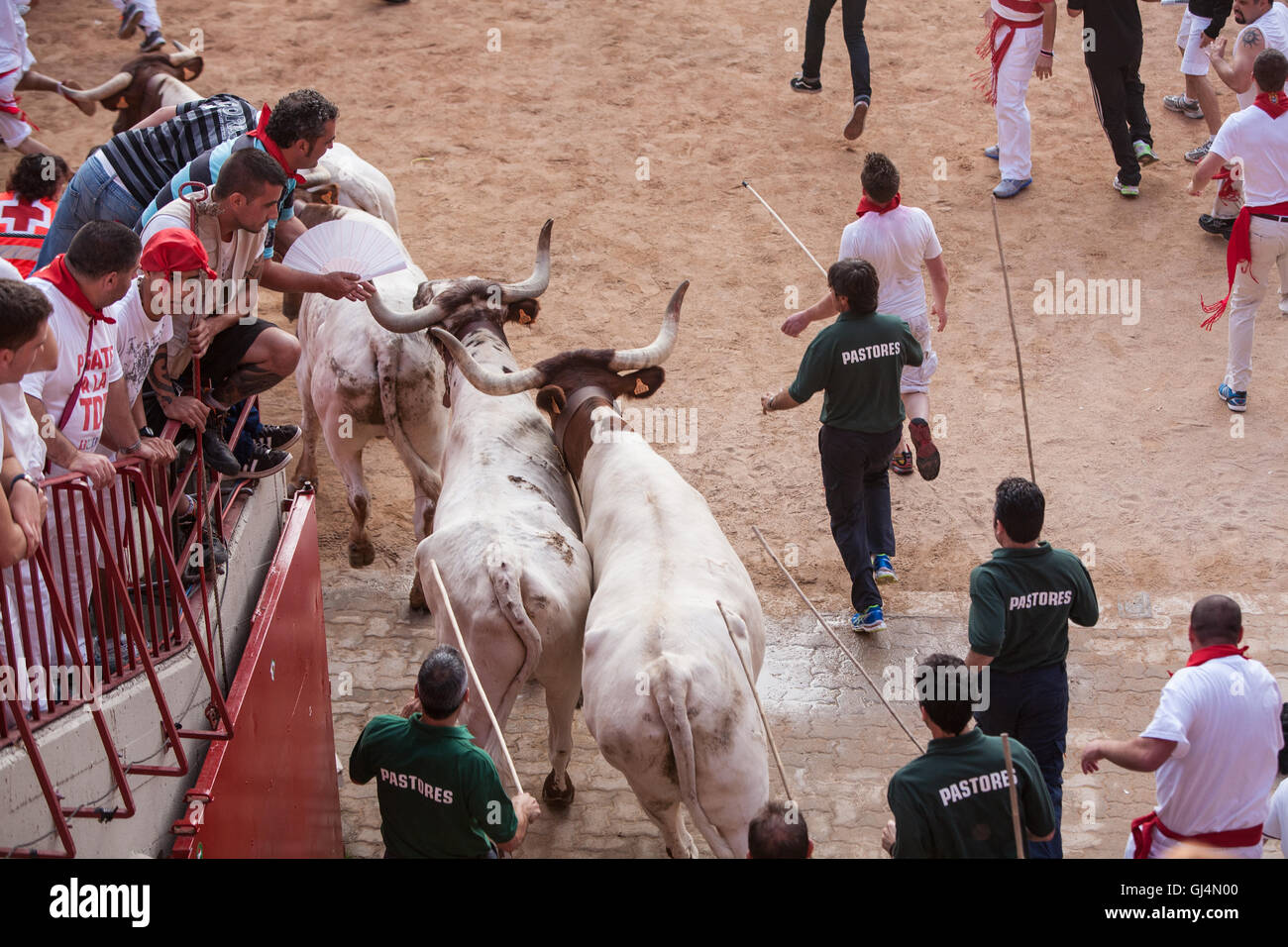 Famous bull running through streets of Pamplona,Spain.July festival ...