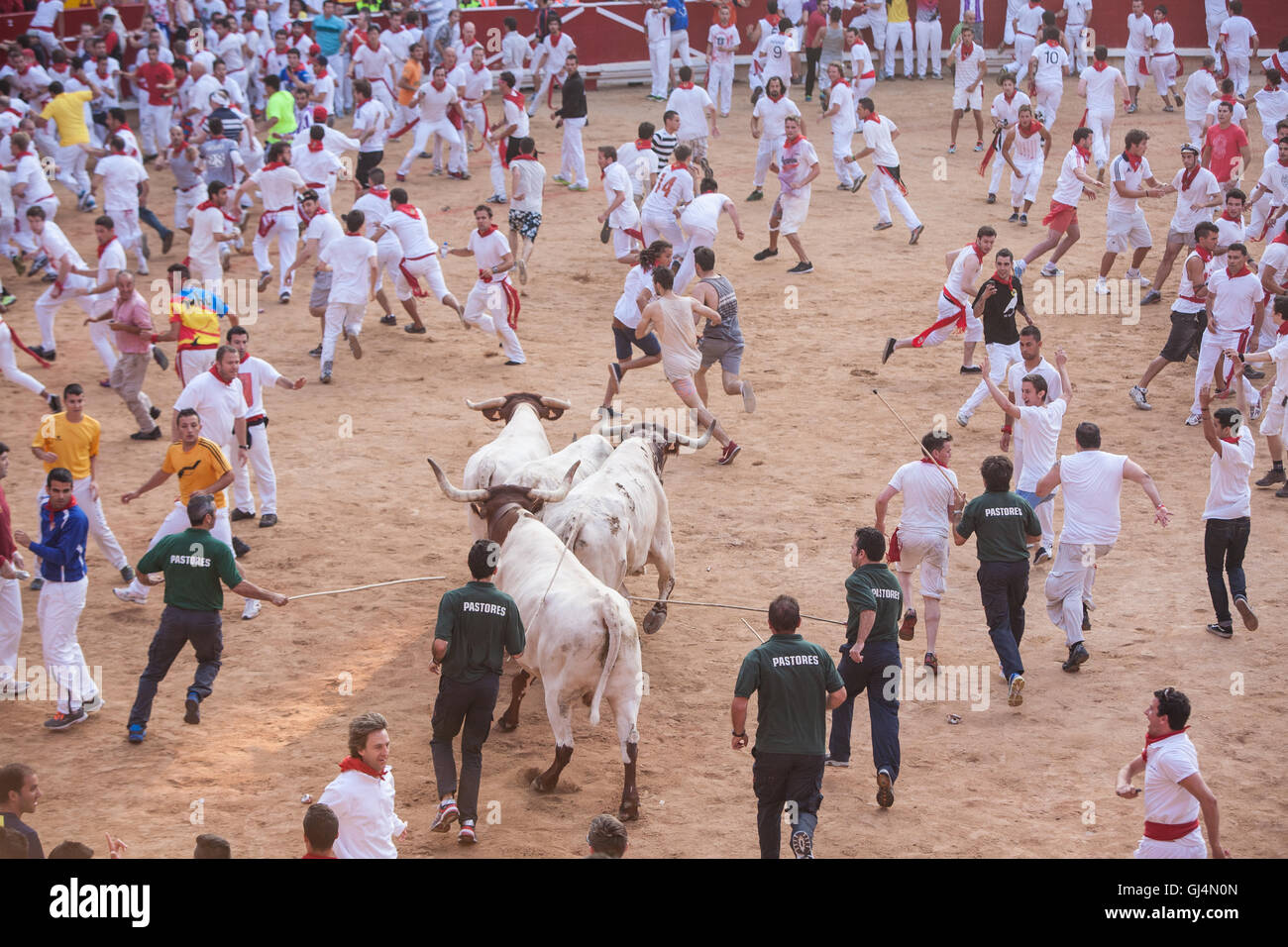 Famous bull running through streets of Pamplona,Spain.July festival ...