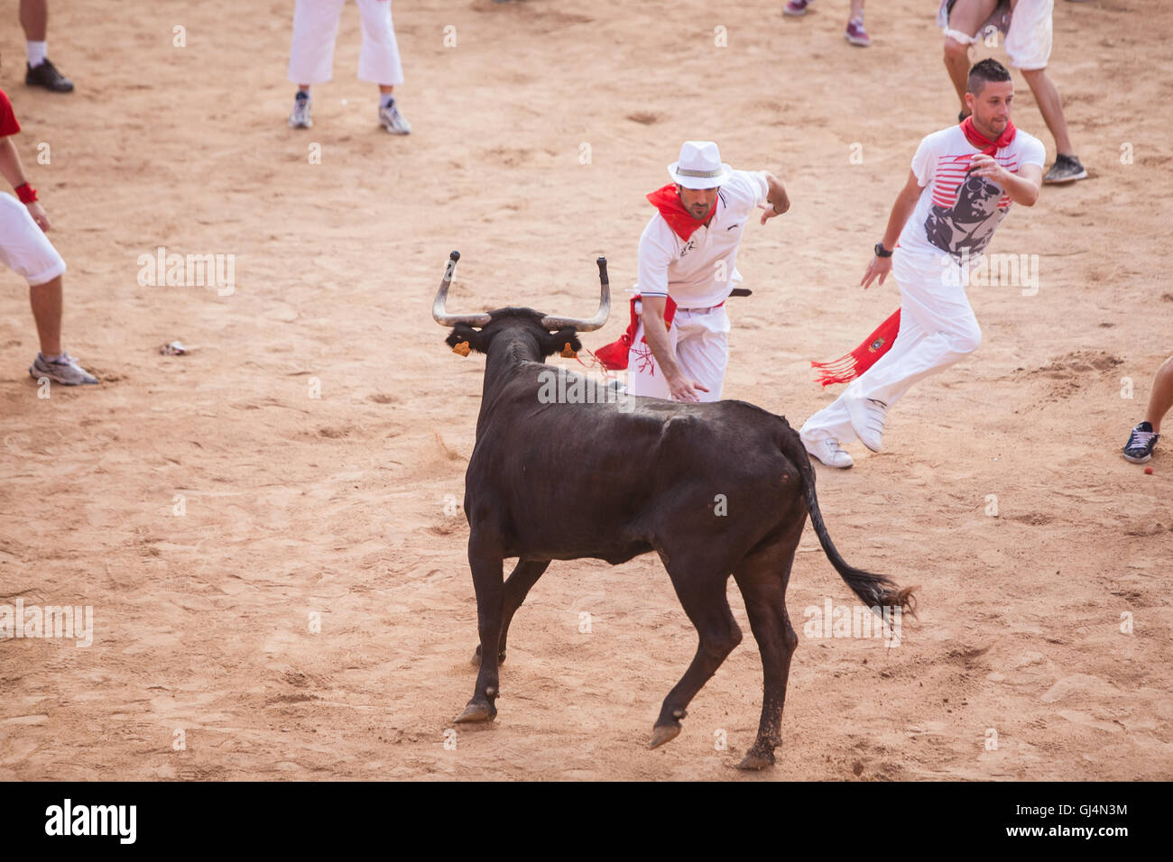 Famous bull running through streets of Pamplona,Spain.July festival ...