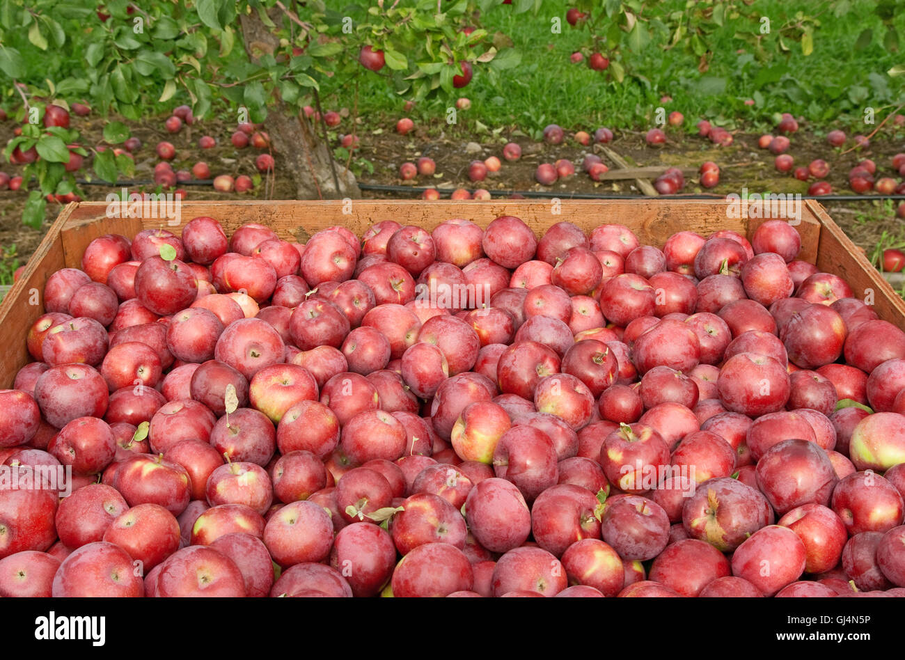 Freshly picked red apples in a crate Stock Photo - Alamy