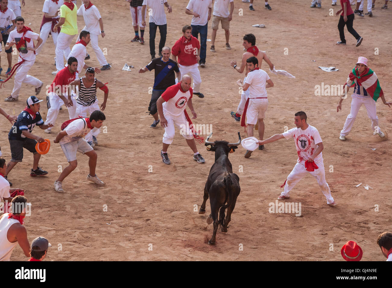 Famous bull running through streets of Pamplona,Spain.July festival ...