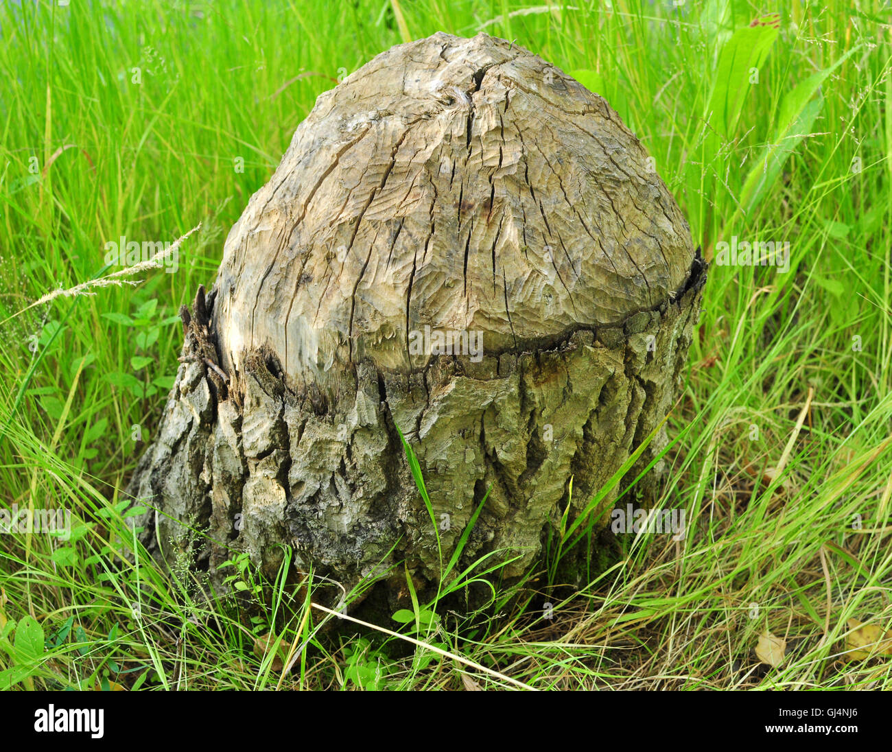 stub in a green grass Stock Photo - Alamy