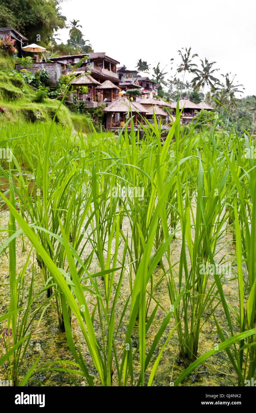 Green rice plantation detail Stock Photo - Alamy