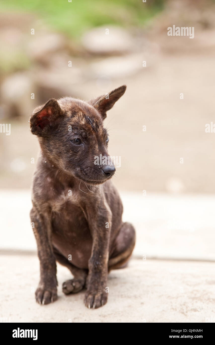 Tiny stray dog in Indonesia Stock Photo - Alamy