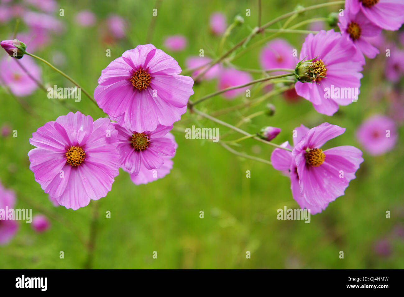 Violet cosmos flowers Stock Photo - Alamy