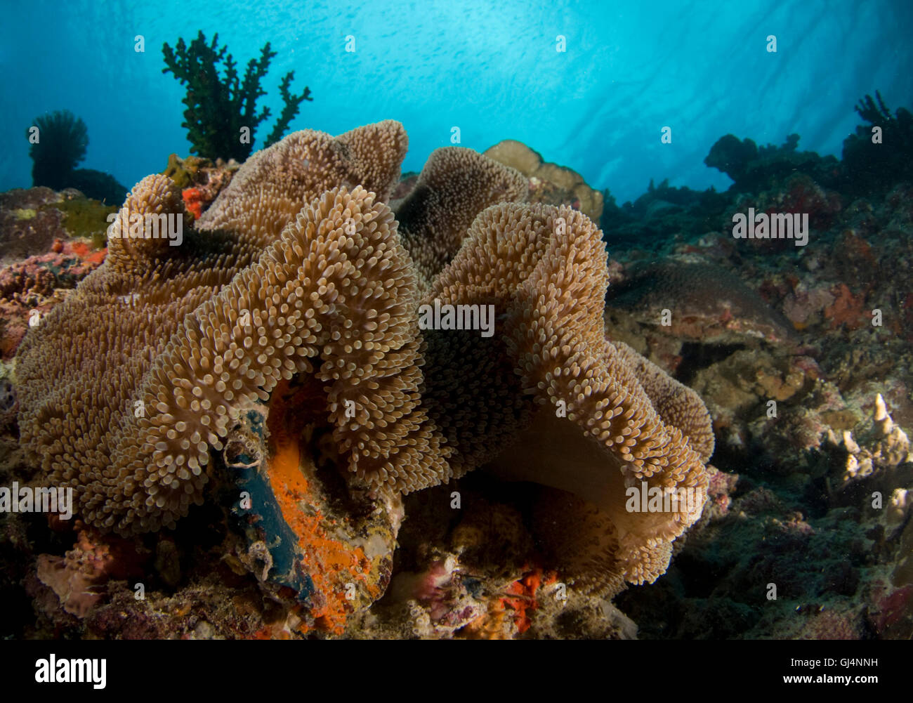 Philippine Anemone Scenic Stock Photo - Alamy