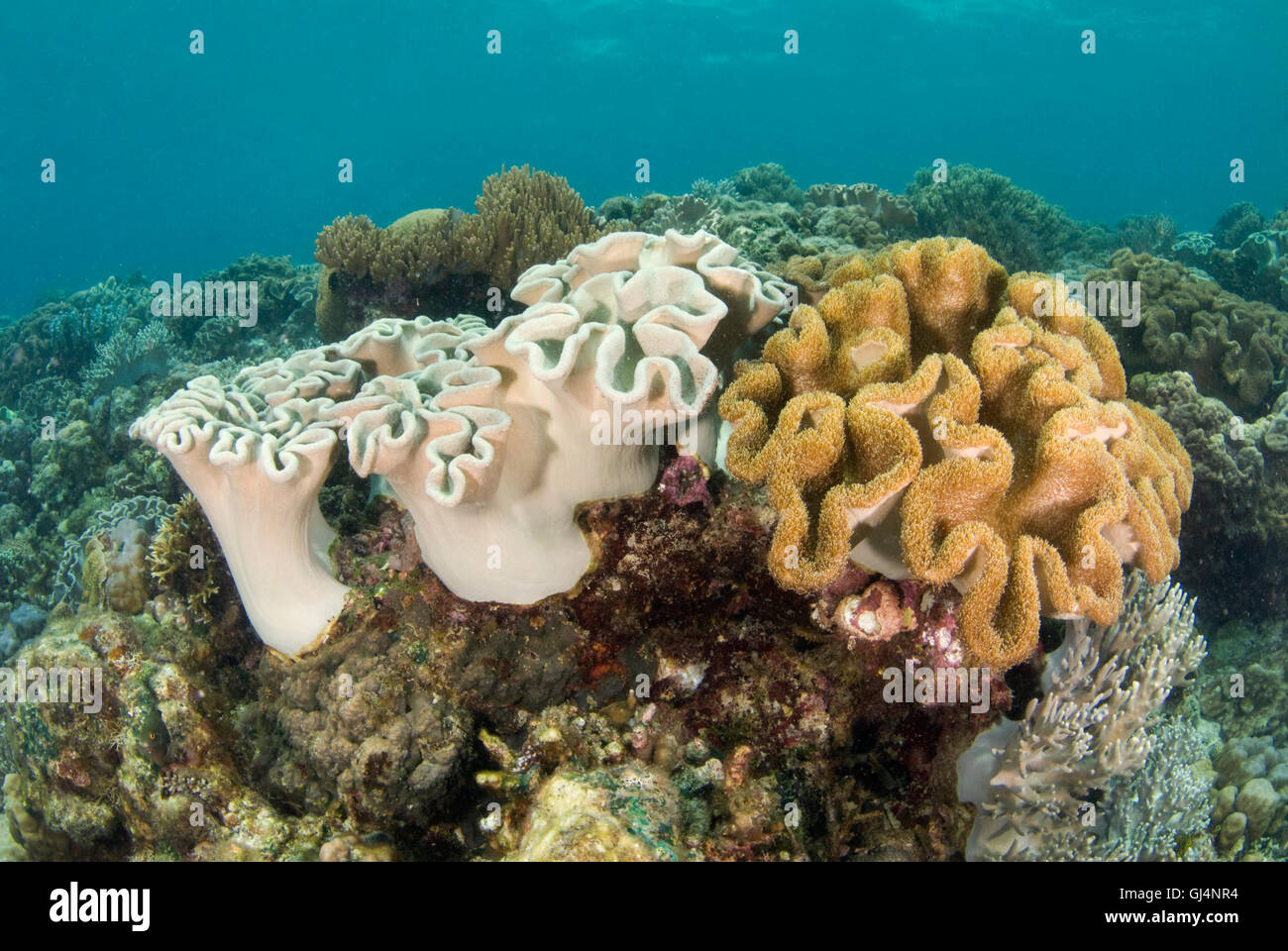 Philippine Coral Reef Stock Photo - Alamy