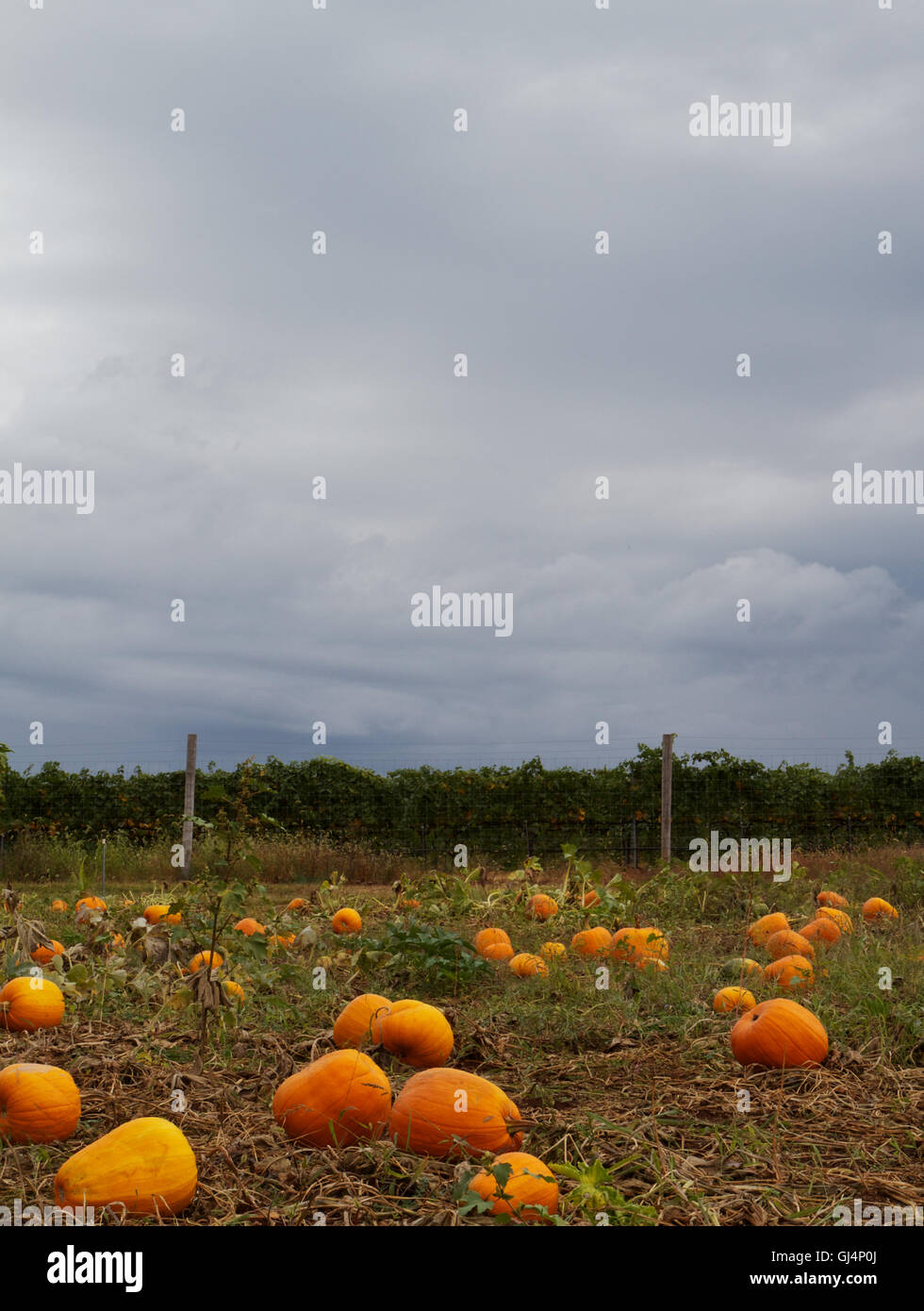 Pumpkin field sky Stock Photo - Alamy