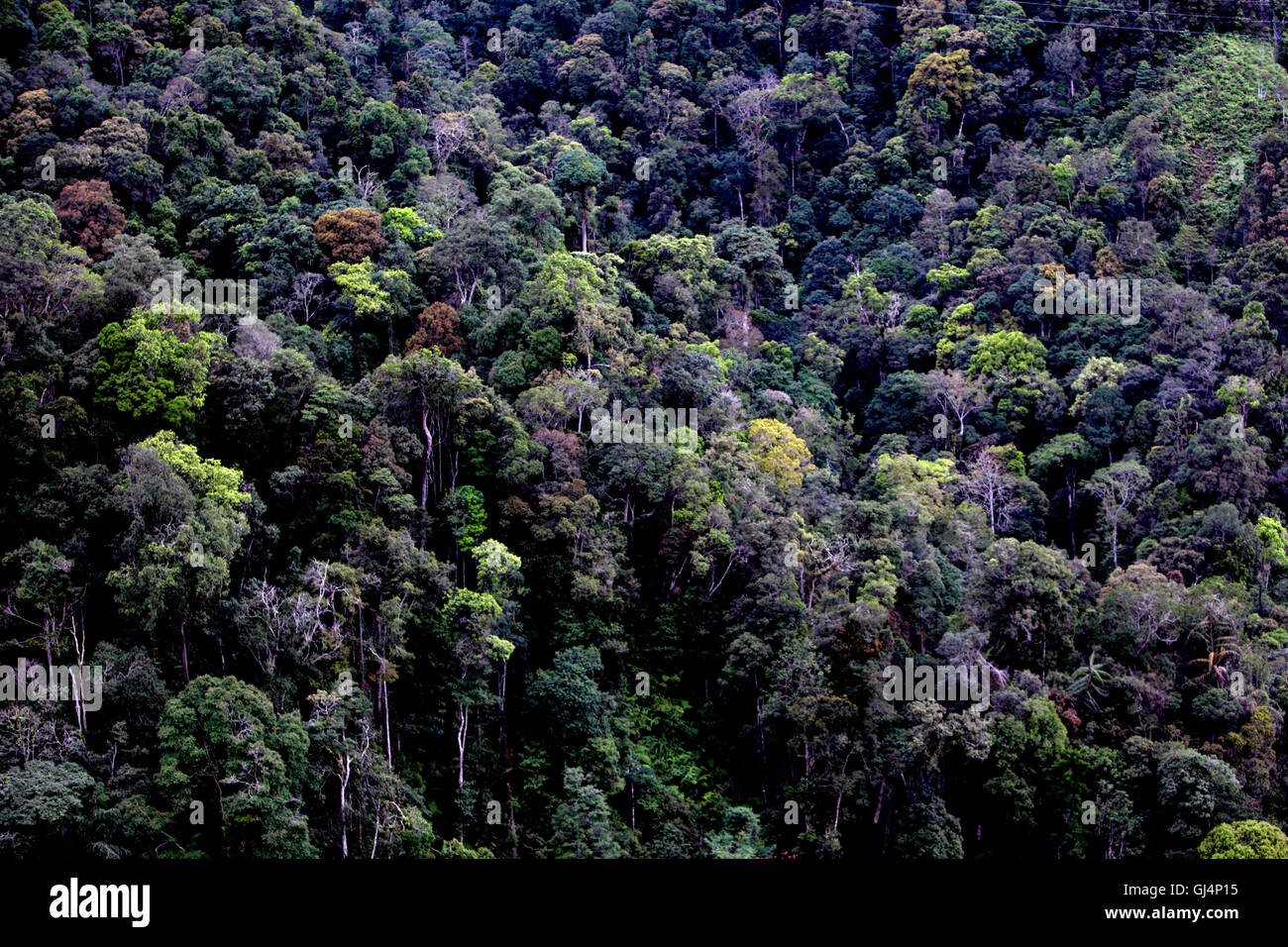 Aerial view of trees on hillside Stock Photo - Alamy