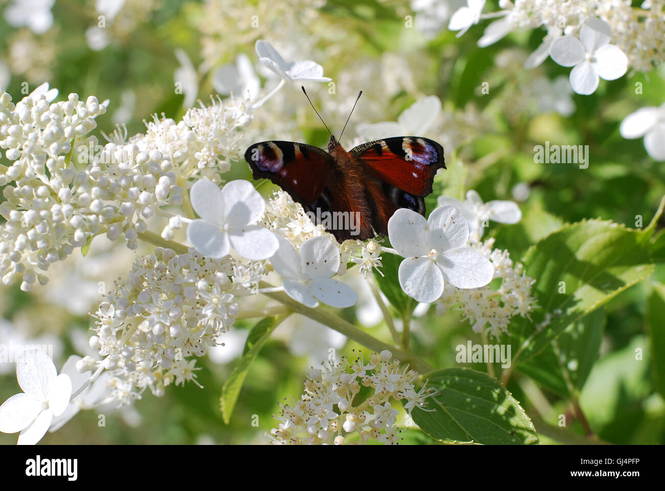 The butterfly on a flower of a white hydrangea Stock Photo - Alamy