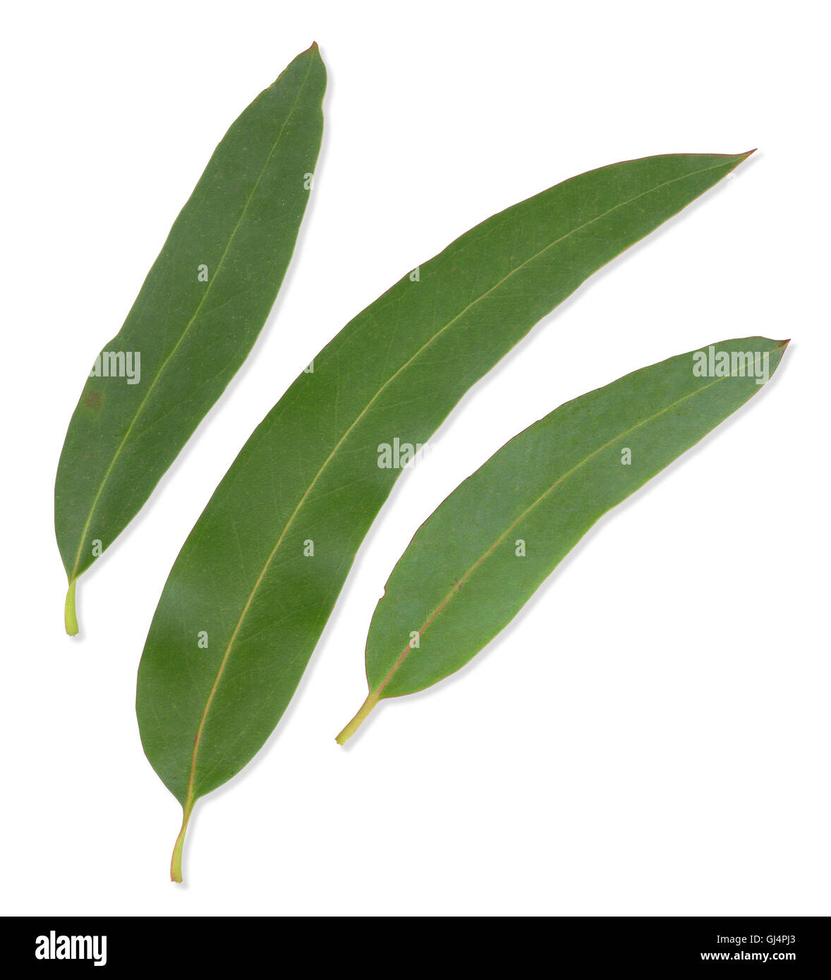 Gum leaves hi-res stock photography and images - Alamy