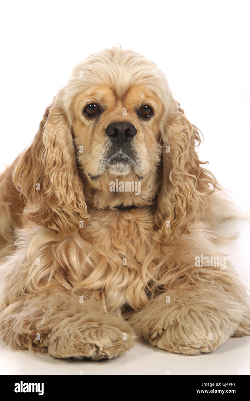 American Cocker Spaniel Stock Photo - Alamy