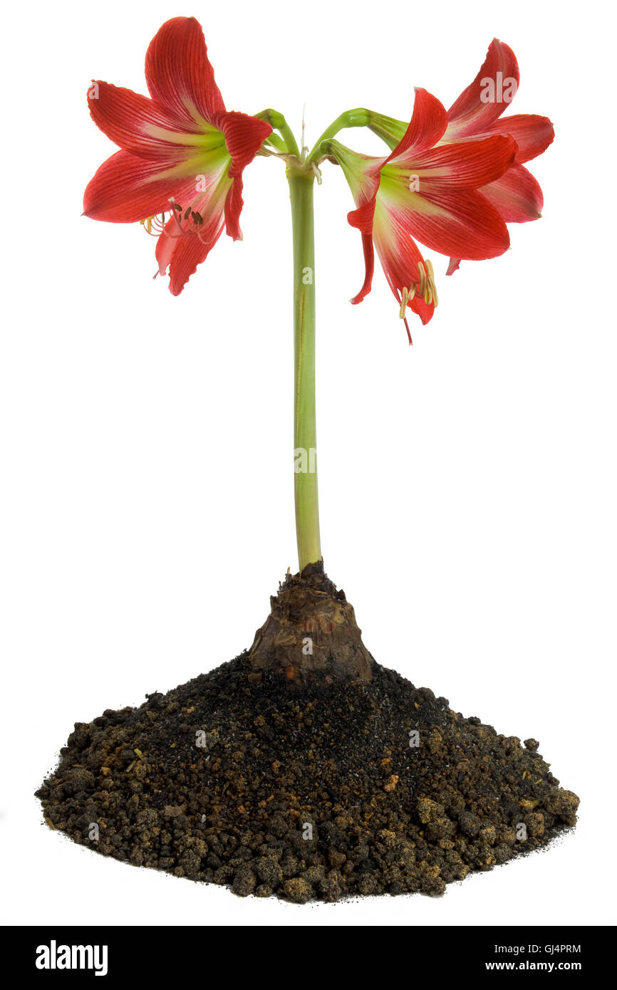 Lily blooming Cut Out Stock Images & Pictures - Alamy