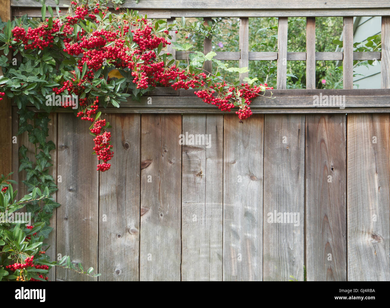 Red pyracantha berries fence Stock Photo - Alamy