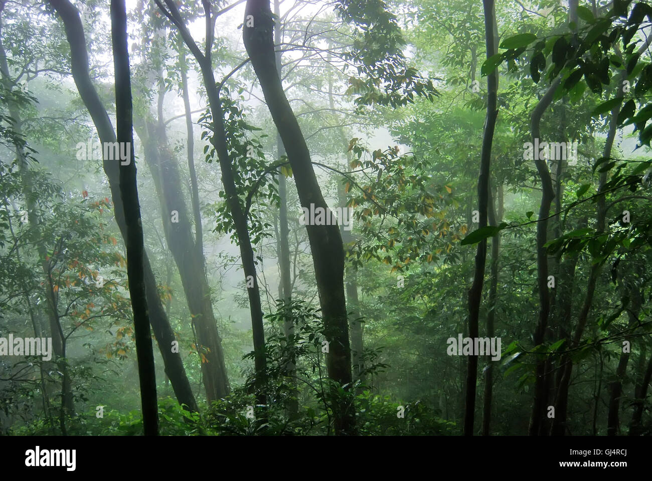 A tropic rainforest Stock Photo - Alamy