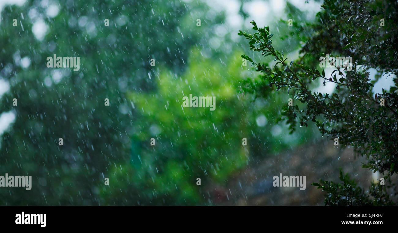 Falling rain woods hi-res stock photography and images - Alamy