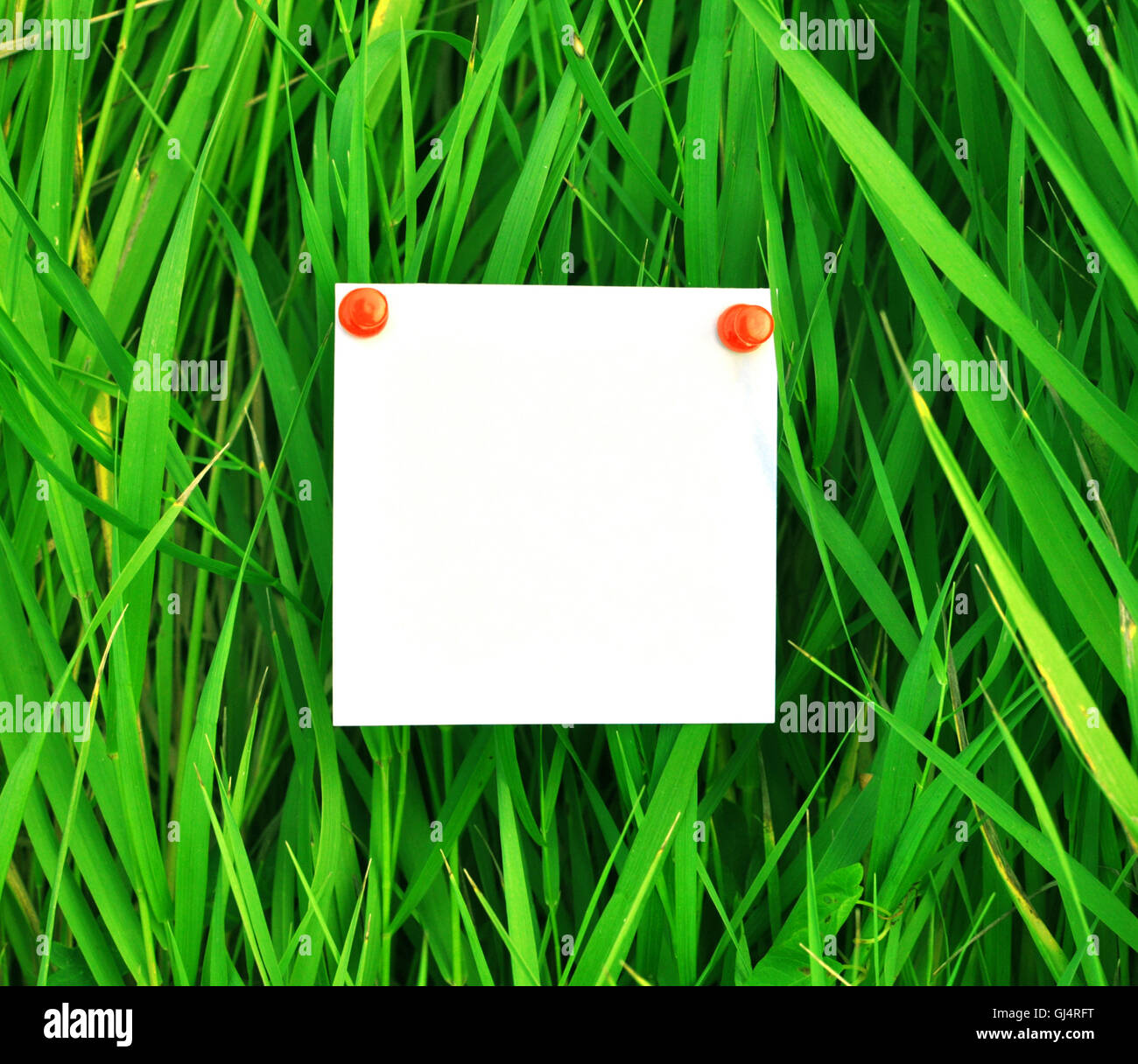 paper attached to green grass Stock Photo - Alamy