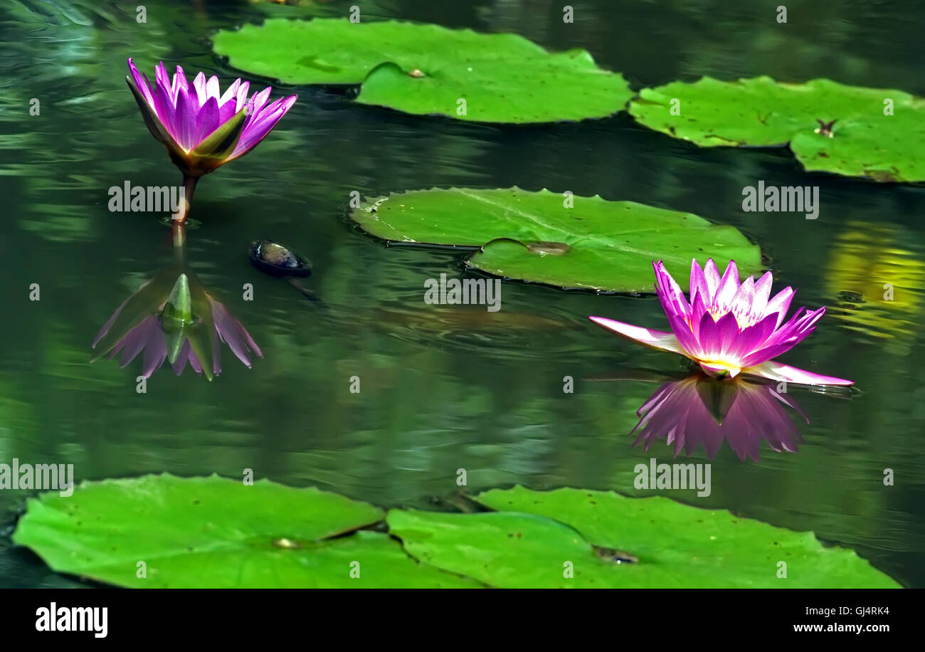 Water lily in full bloom in the pond Stock Photo - Alamy