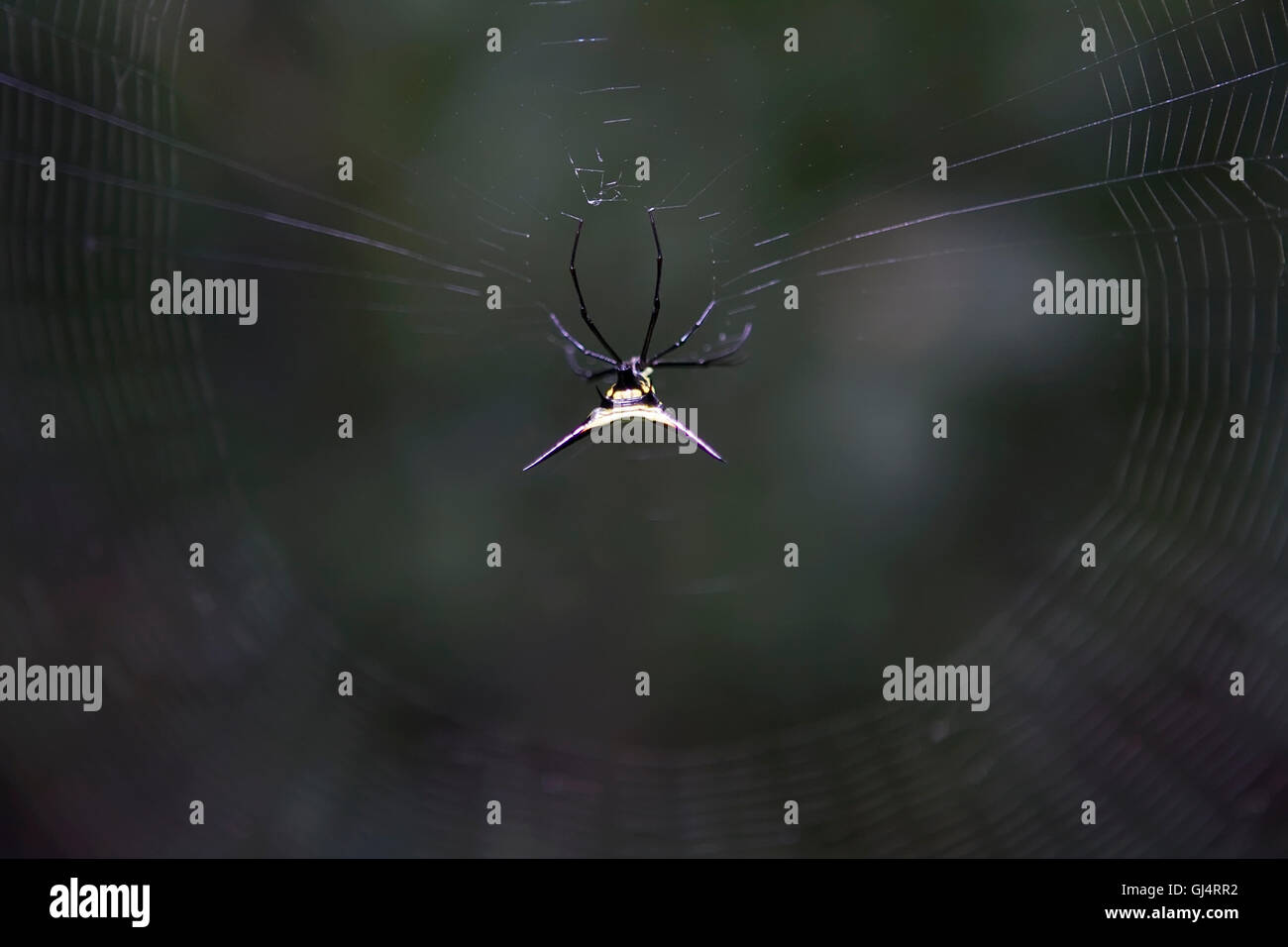 Deadly poisonous spider in the Amazon Stock Photo - Alamy