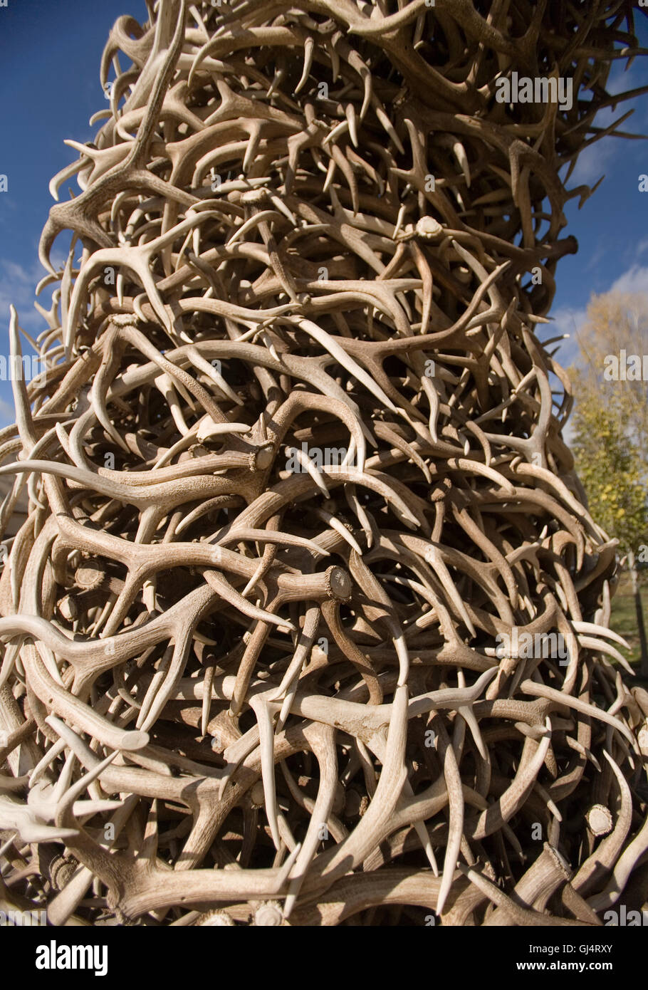 Stack of antlers hi-res stock photography and images - Alamy