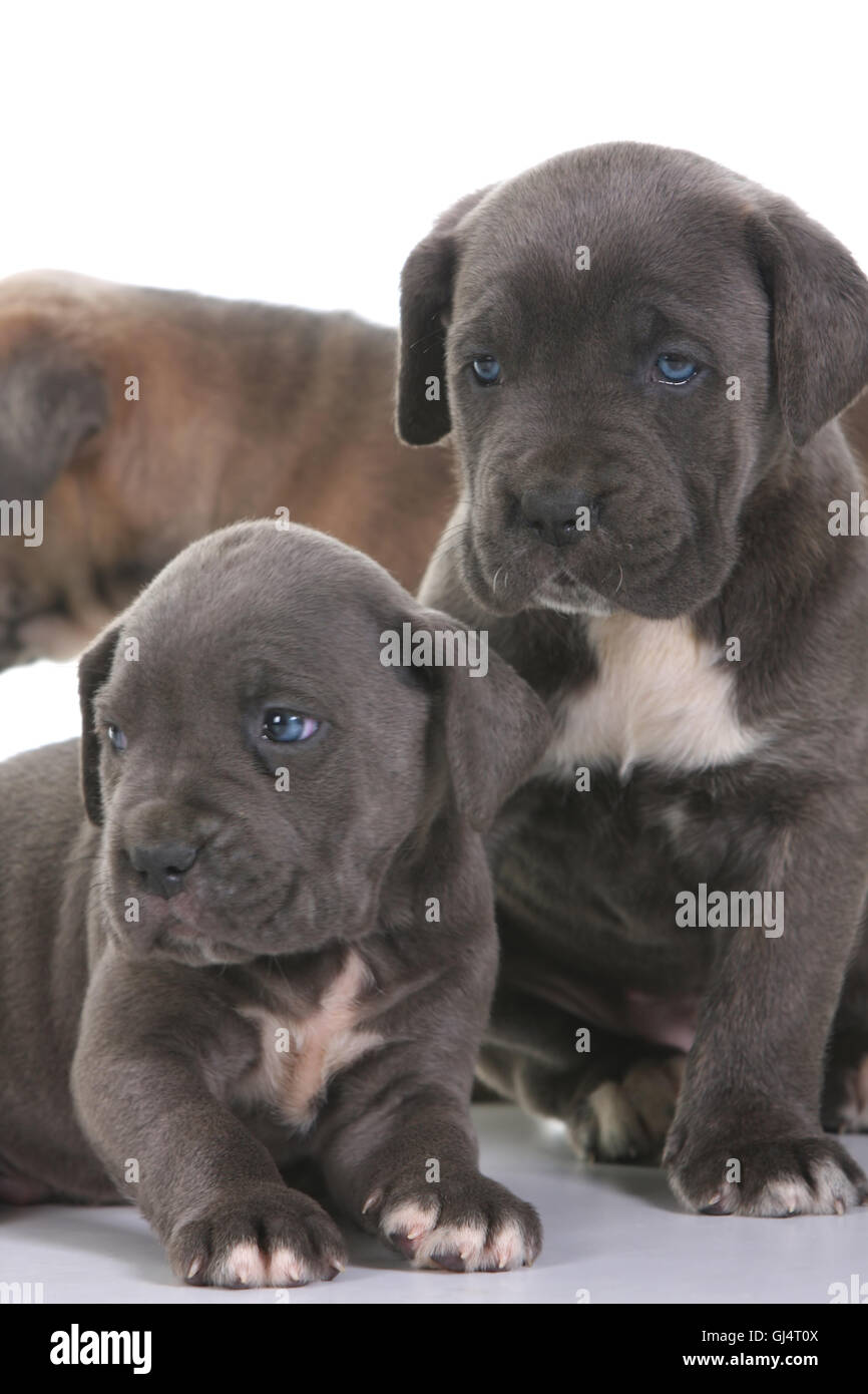 puppy italian mastiff cane corso Stock Photo - Alamy